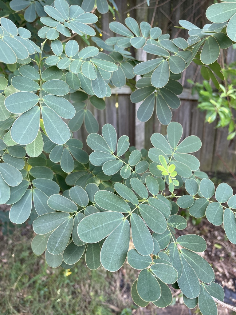 Easter Cassia from Lakeridge Dr, Varsity Lakes, QLD, AU on May 26, 2024 ...