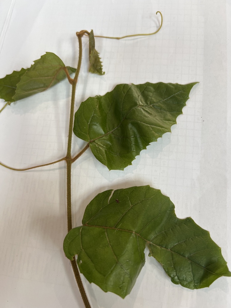 Kangaroo Vine from Wallawa Rd, Nelson Bay, NSW, AU on May 26, 2024 at ...