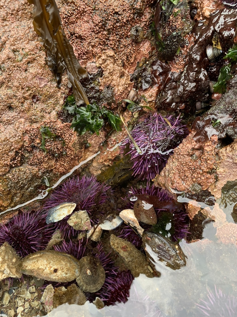 Pacific Purple Sea Urchin from Strait of Juan de Fuca, WA, US on May 25 ...