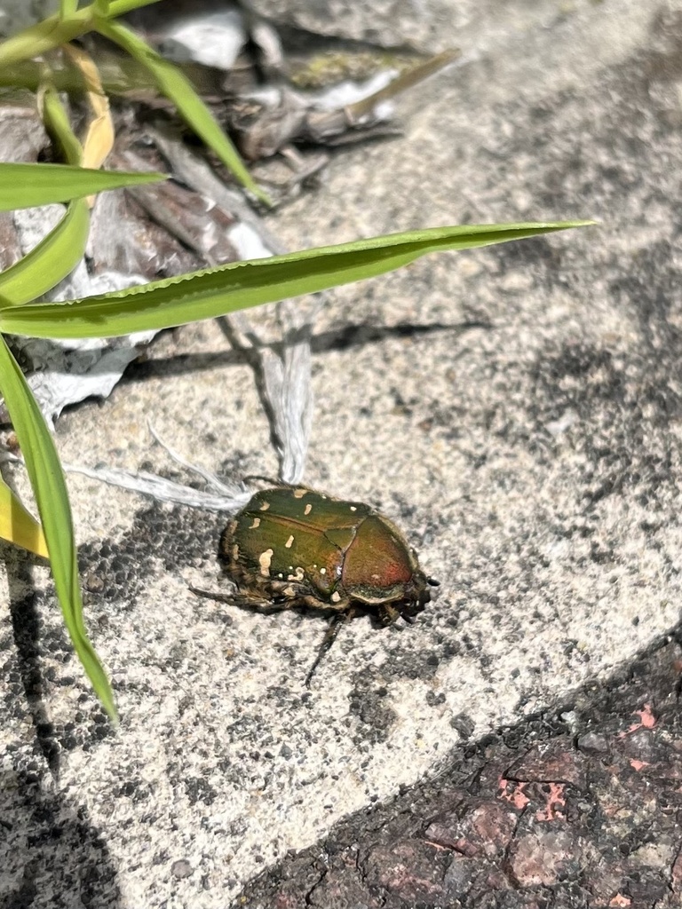 Blue Flower Chafer from 唐木田1丁目, 多摩市, 東京都, JP on May 26, 2024 at 11:27 ...