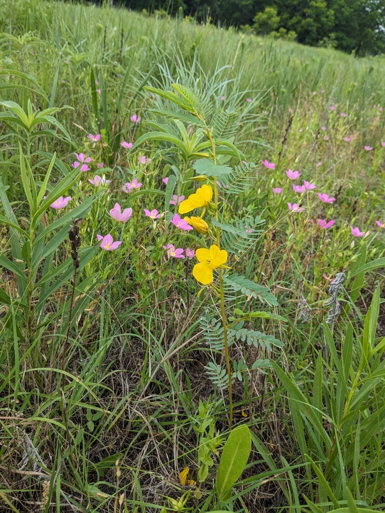 partridge pea in May 2024 by beckymn · iNaturalist