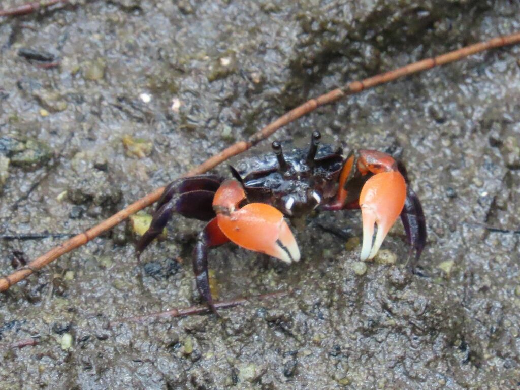 Semaphore Crab from North Turramurra NSW 2074, Australia on January 24 ...