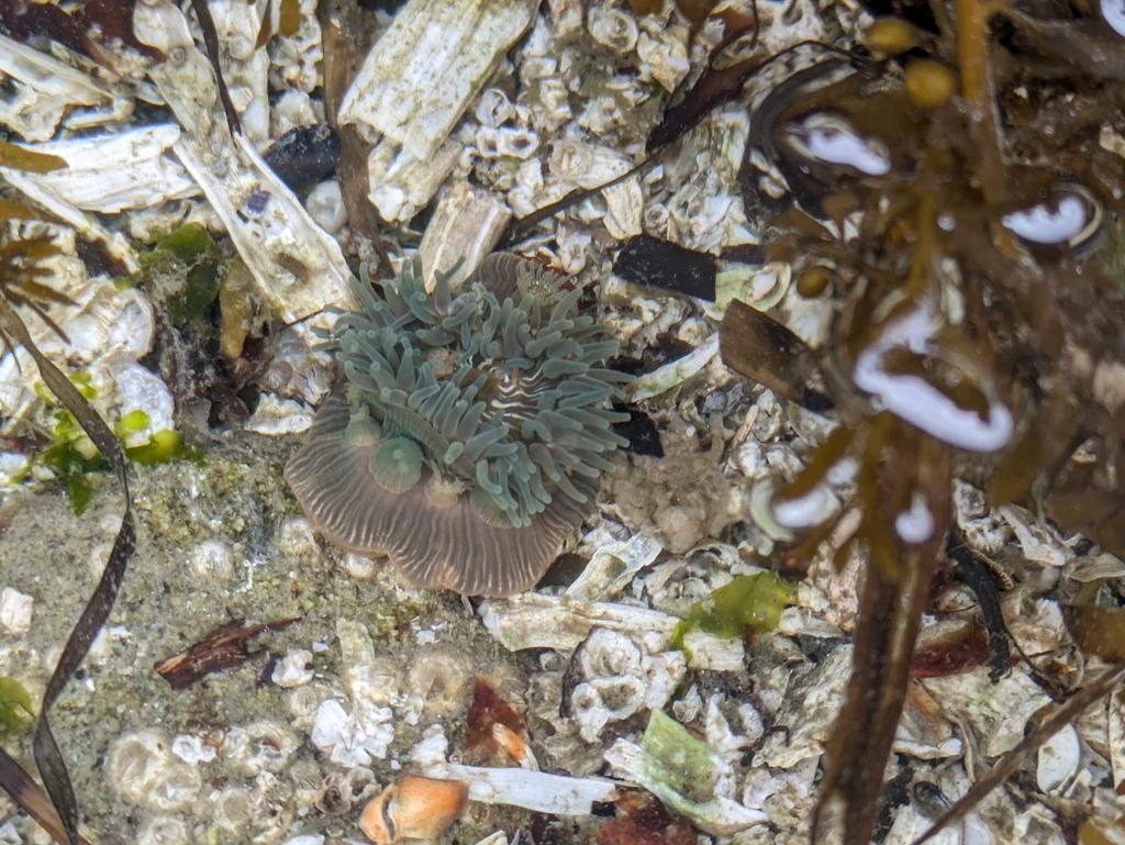 Brooding Anemone from Wildcat Cove, WA 98229, USA on May 25, 2024 at 01 ...