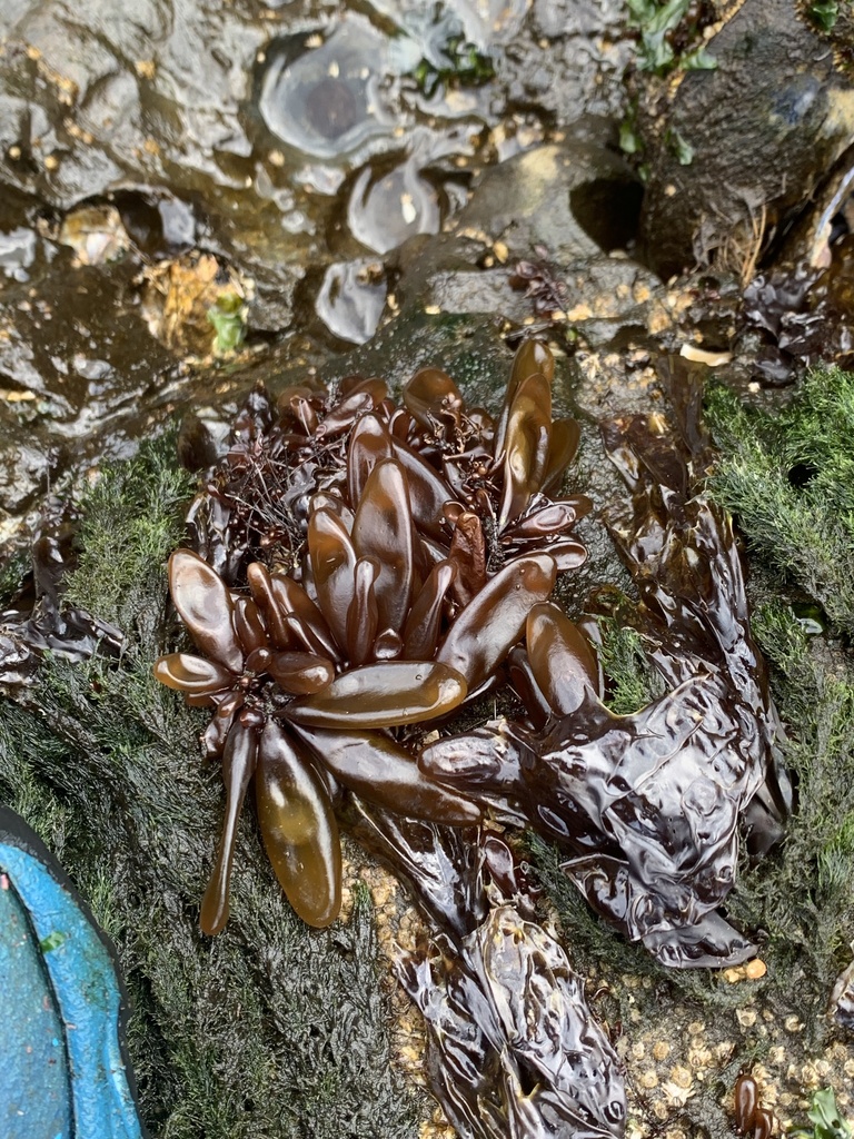 Sea Sacks from Strait of Juan de Fuca, WA, US on May 25, 2024 at 10:08 ...