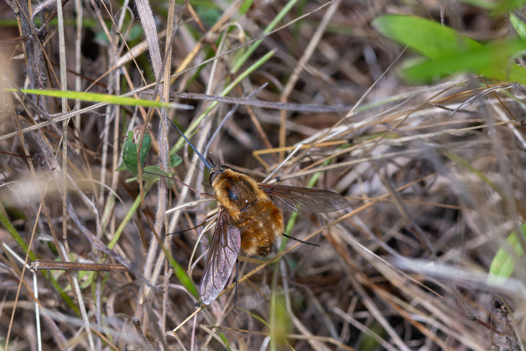 Greater Bee Flies from Northeast Carrollton, Carrollton, TX, USA on May ...