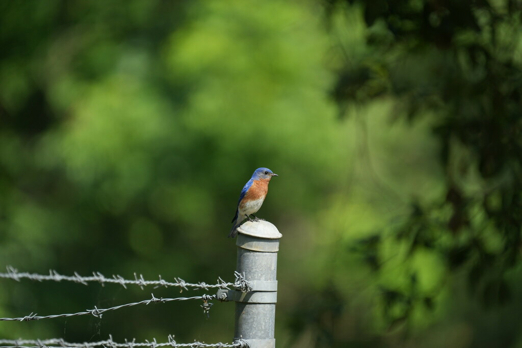 Eastern Bluebird from West Feliciana Parish, LA, USA on May 25, 2024 at ...