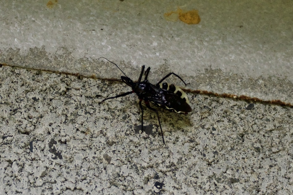 Japanese Assassin Bug from 岡安, 舞鶴市, 京都府, JP on May 25, 2024 at 11:10 AM ...