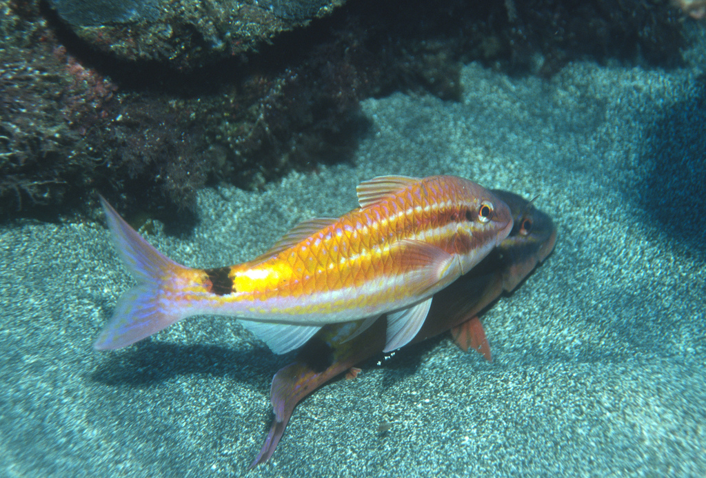 Blacksaddle Goatfish from Raoul Island on November 10, 2004 by Malcolm ...