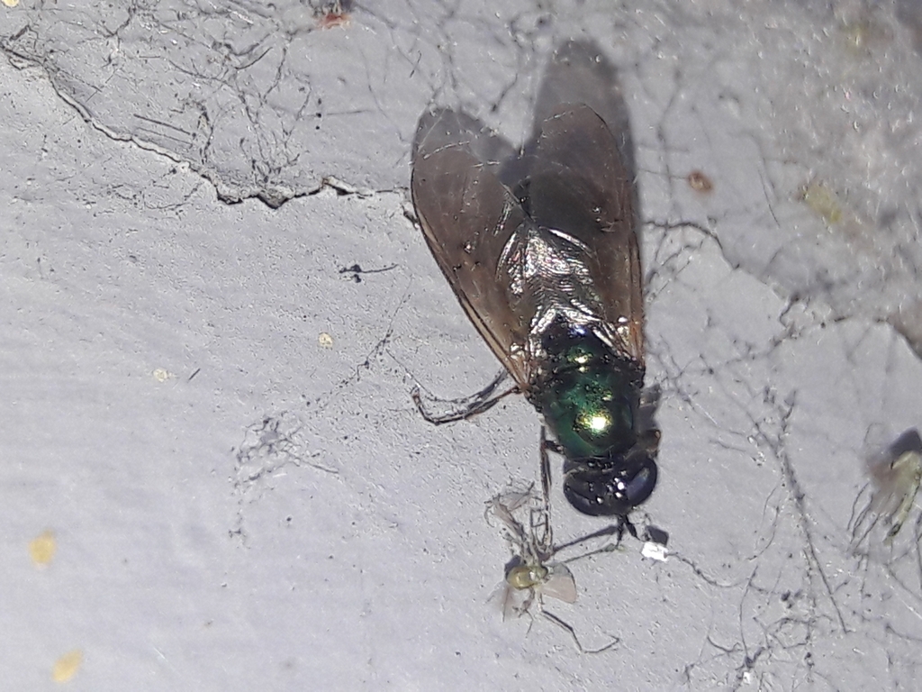 Broad Centurion Fly from Gárdony, 2483 Gárdony, Szabadság úti ...