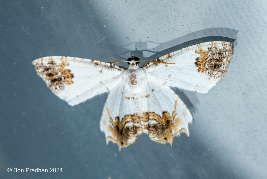 Epiplema apicalis from Darjeeling town, Gandhi Road, Darjeeling, West ...