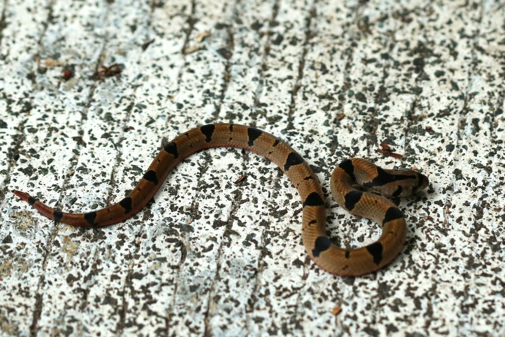 Northern Short-headed Snake in May 2024 by marcel-silvius · iNaturalist