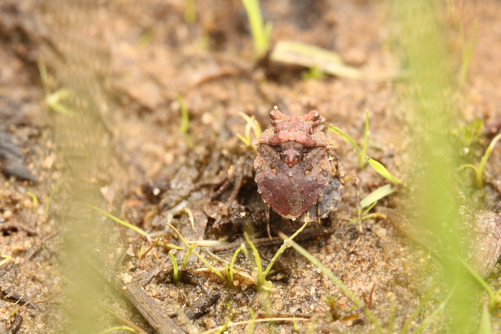 Big-eyed Toad Bug from Prince George's County, MD, USA on May 24, 2024 ...