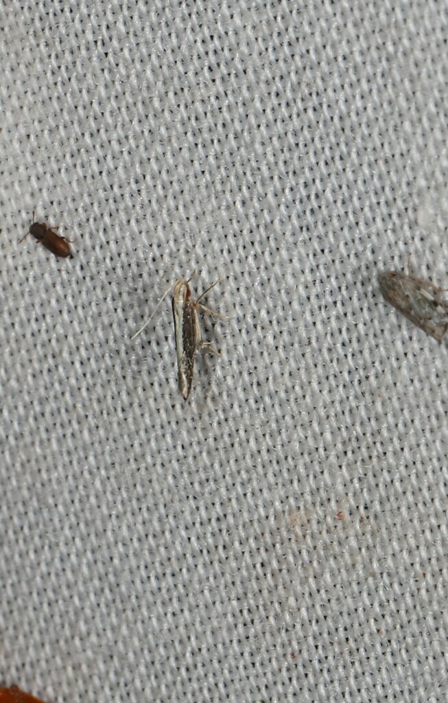 Labdia orthoschema from Mission River QLD 4874, Australia on April 4 ...