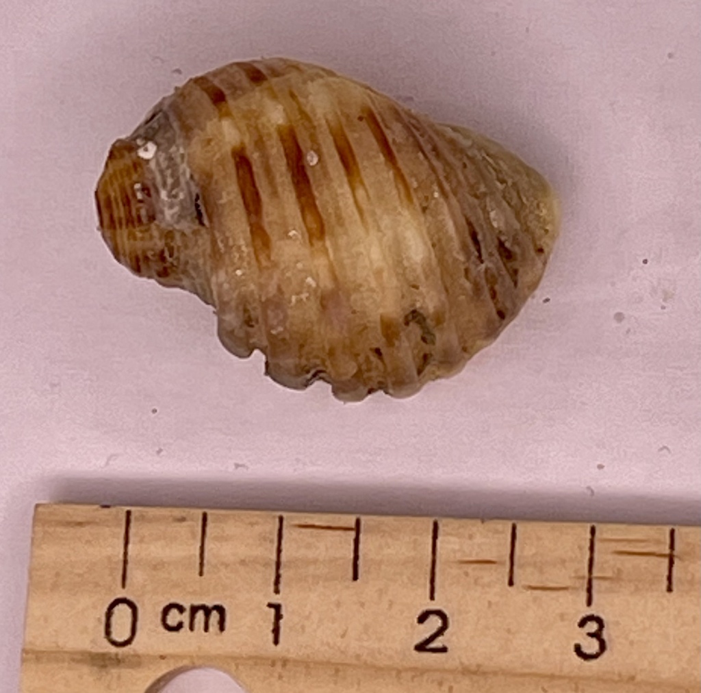 Cart-Rut Shell from Sawtell, NSW, AU on May 26, 2024 at 01:42 PM by ...