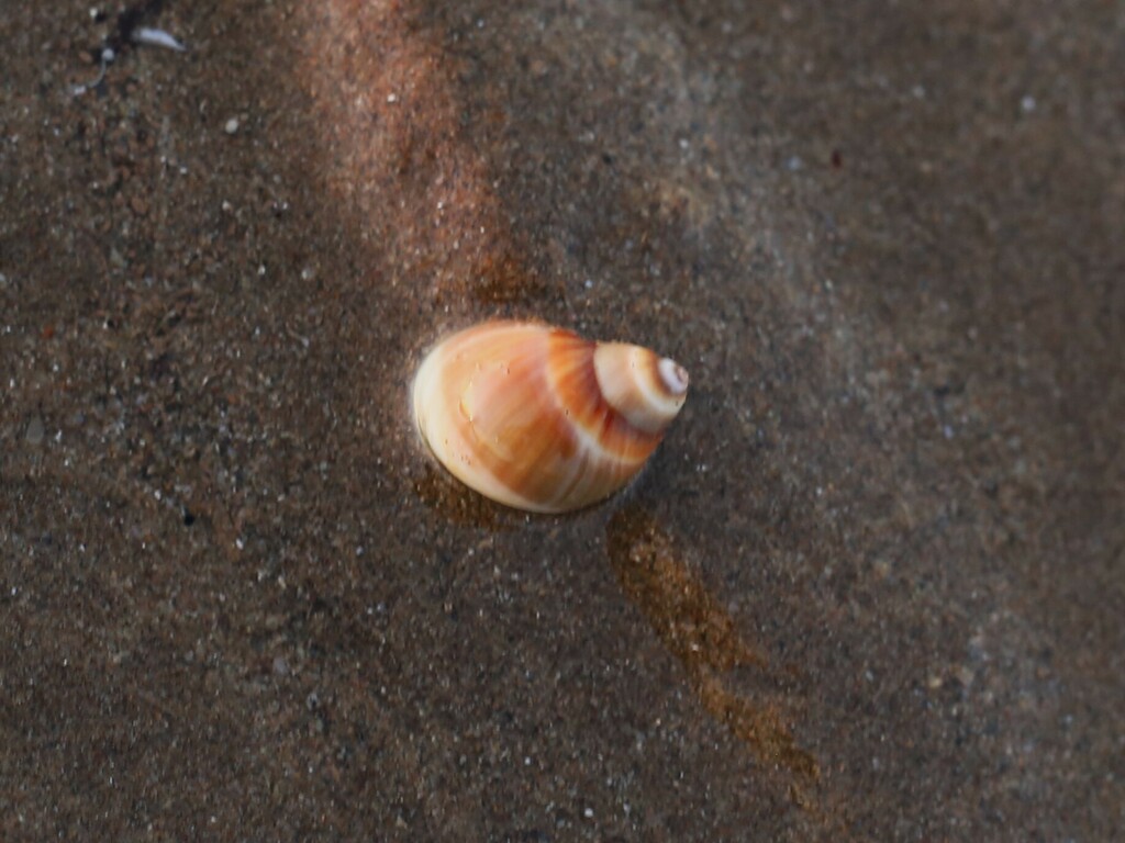 Conical Moon Snail from Port Hedland WA 6721, Australia on April 13 ...