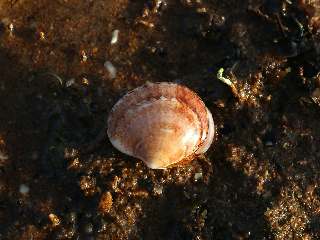 Sunetta subquadrata from Port Hedland, WA, Australia on April 13, 2024 ...