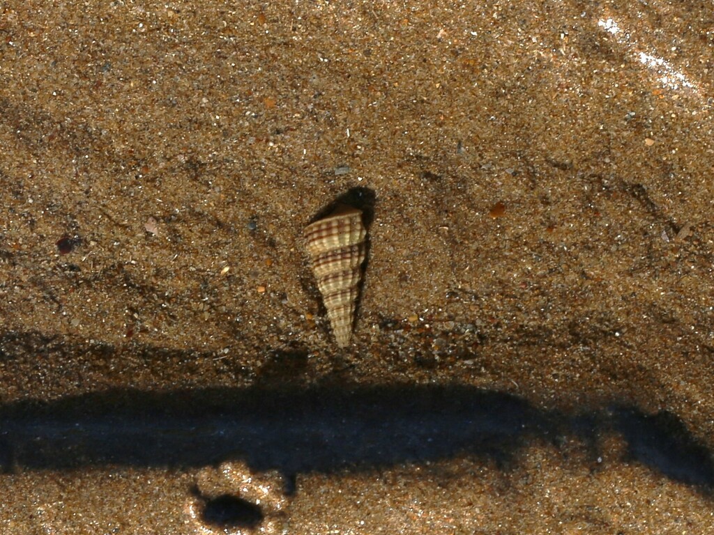 Cerithidea from Port Hedland WA 6721, Australia on April 13, 2024 at 08 ...