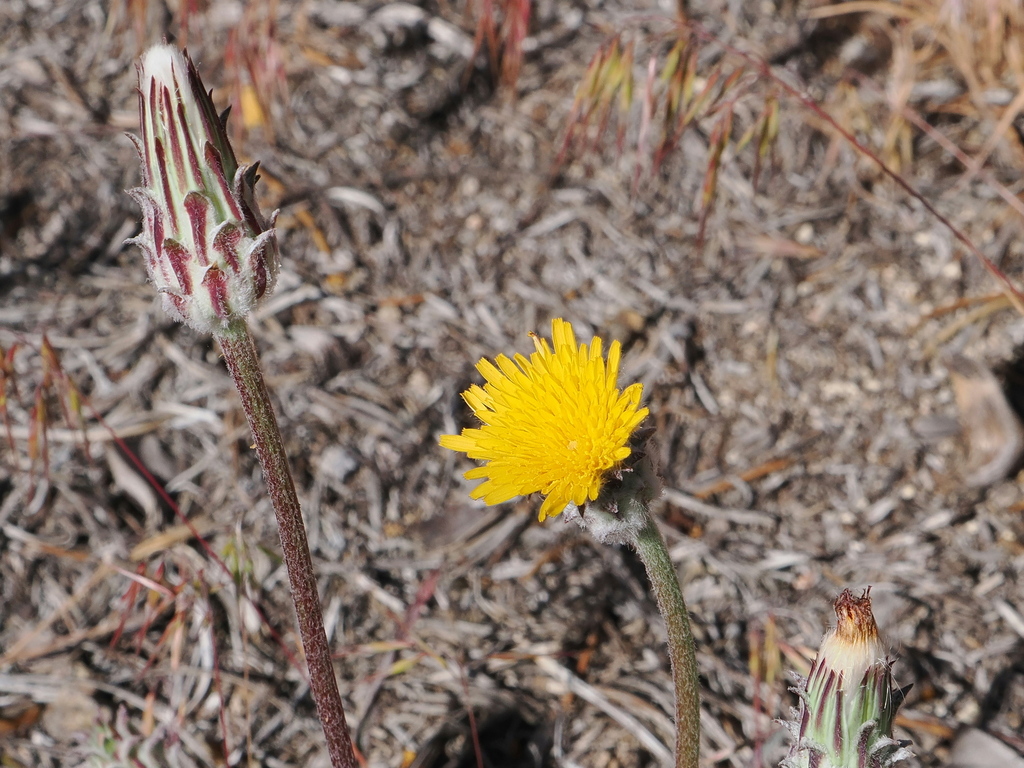 mountain dandelion from Tulare County, CA, USA on May 21, 2024 at 08:53 ...