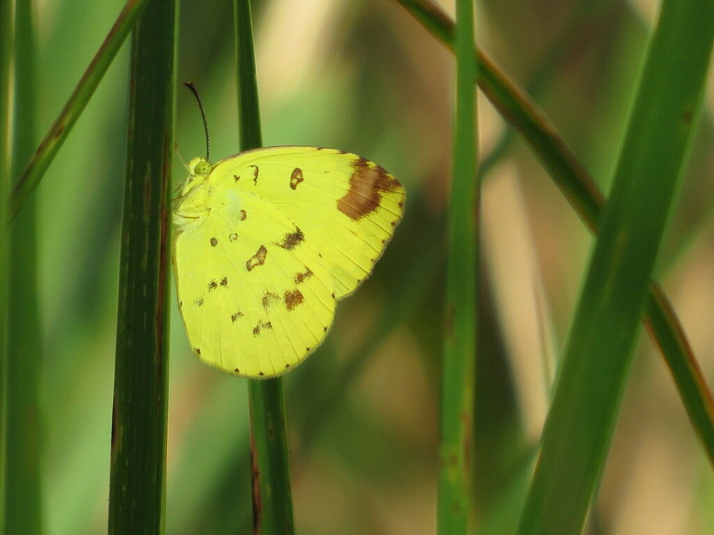 Common Grass Yellow from Brisbane QLD, Australia on May 26, 2024 at 09: ...