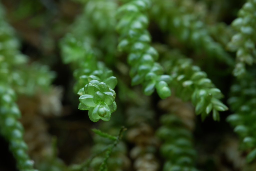 Lembophyllum from Golf Course Rd, Creswick, VIC, AU on May 26, 2024 at ...