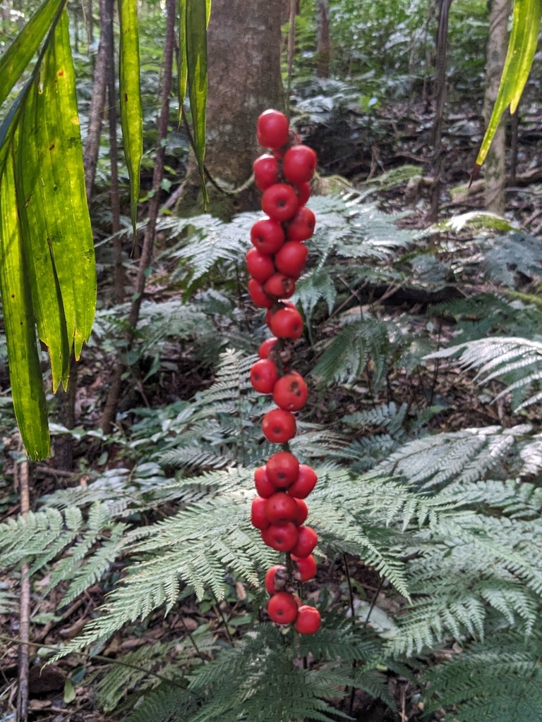 Walking stick palm from Gibraltar Range NSW 2370, Australia on May 21, 2024 at 02:59 PM by ...