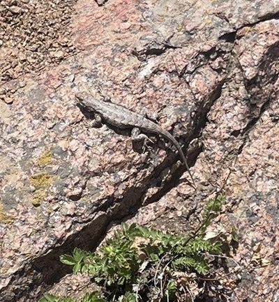 Spiny Lizards from Pike and San Isabel National Forests, Colorado ...