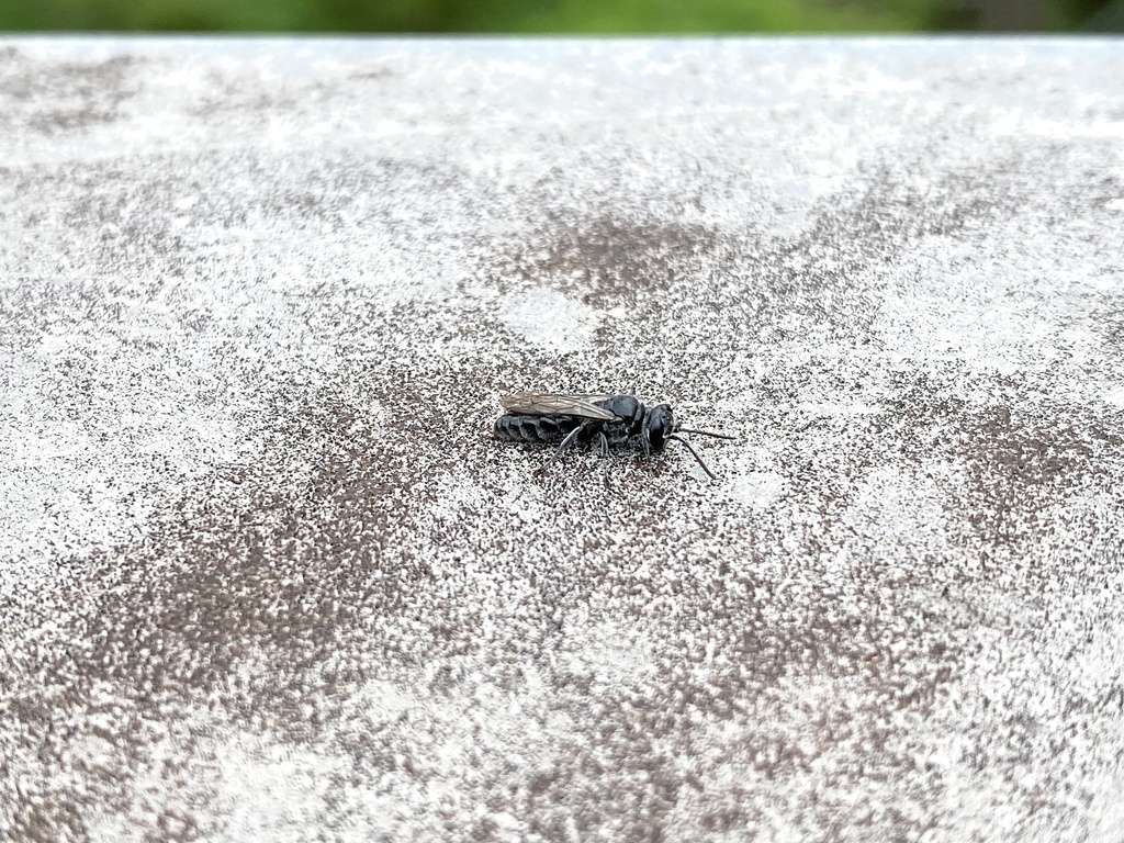 Pison from 澳景路, 藍田, 九龍, HK on May 26, 2024 at 12:09 PM by gary_siu ...