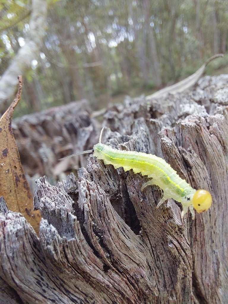 Philomastix xanthophylax from Brisbane QLD, Australia on May 26, 2024 ...