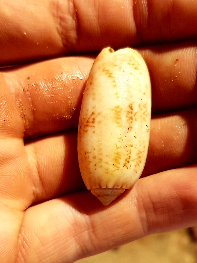 Oliva ornata from Port Hedland WA 6721, Australia on April 23, 2024 at ...