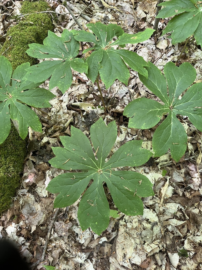 mayapple from Chenango Valley State Park, Port Crane, NY, US on May 25 ...