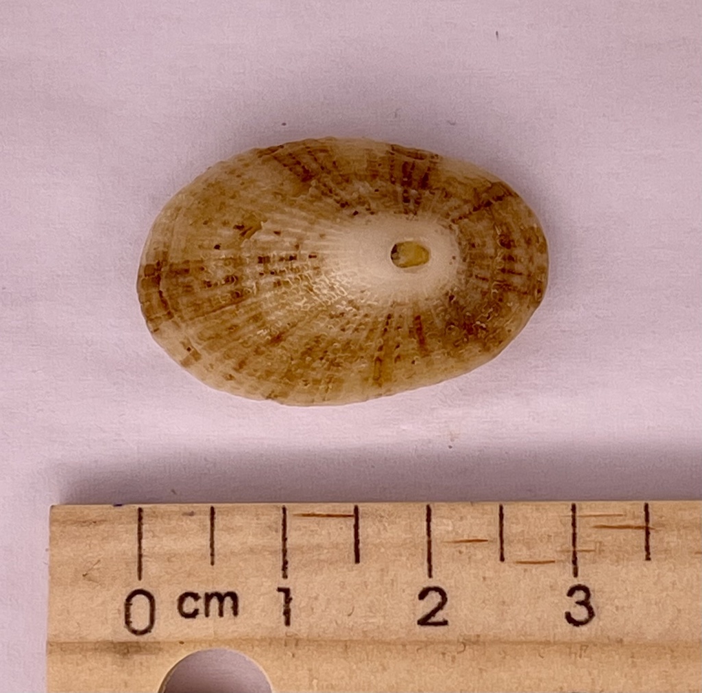 Diodora lineata from Sawtell, NSW, AU on May 26, 2024 at 03:07 PM by ...