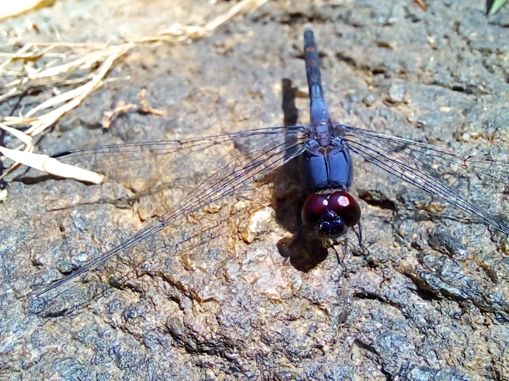 Indigo Dropwing from PH35+P77, Wewalwatta, Sri Lanka on August 20, 2023 ...