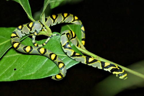 Mandarin Ratsnake (Euprepiophis mandarinus) - Snakes and Lizards