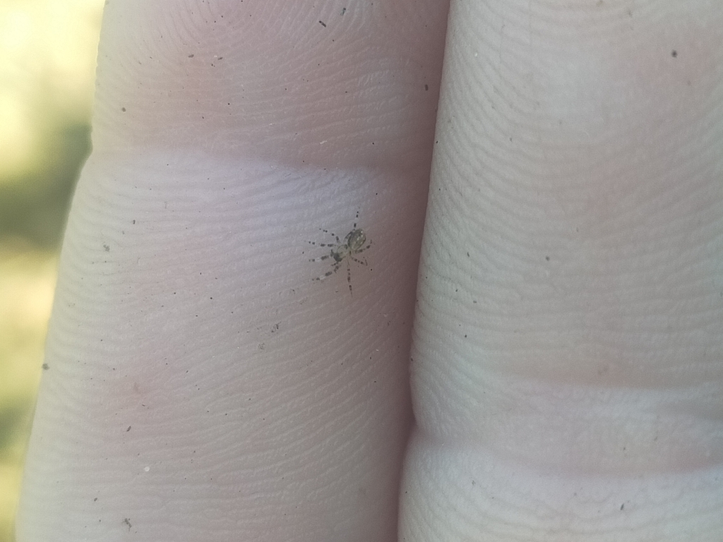 Scuttling Spiders from Iluka NSW 2466, Australia on May 26, 2024 at 10: ...