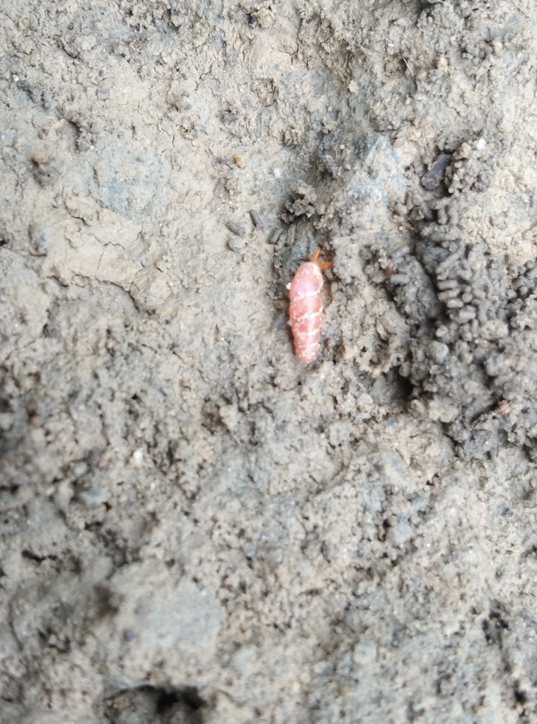 Two-tone Gulella from Fuzhou, CN-FJ, CN on May 26, 2024 at 01:35 PM by ...