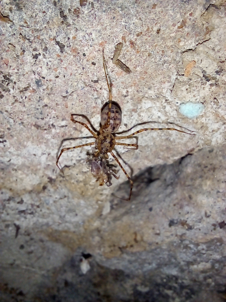 Cave spider from Tezontepec de Aldama on May 25, 2024 at 11:44 PM by ...
