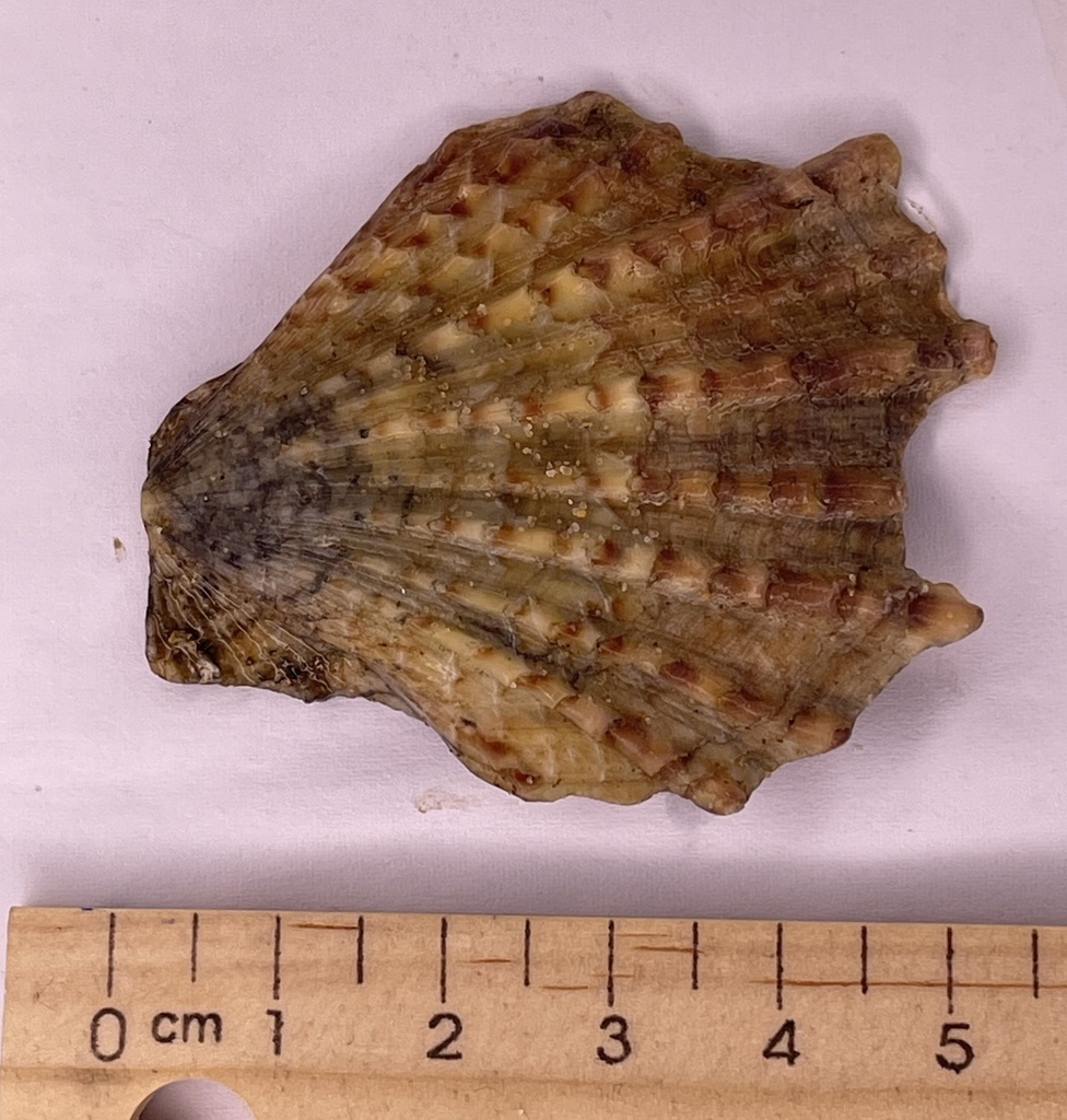 Livid Fan Scallop from Sawtell, NSW, AU on May 26, 2024 at 03:34 PM by ...