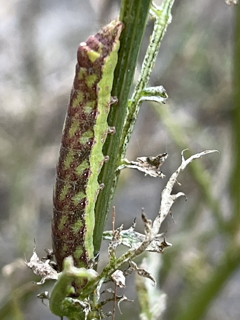 Condica illecta in May 2024 by namwatto · iNaturalist