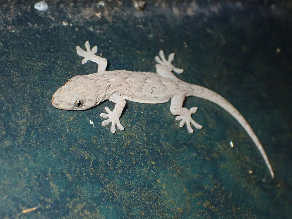 Japanese Giant Gecko from 日本、〒207-0001 東京都東大和市多摩湖 on May 18, 2024 at 09 ...