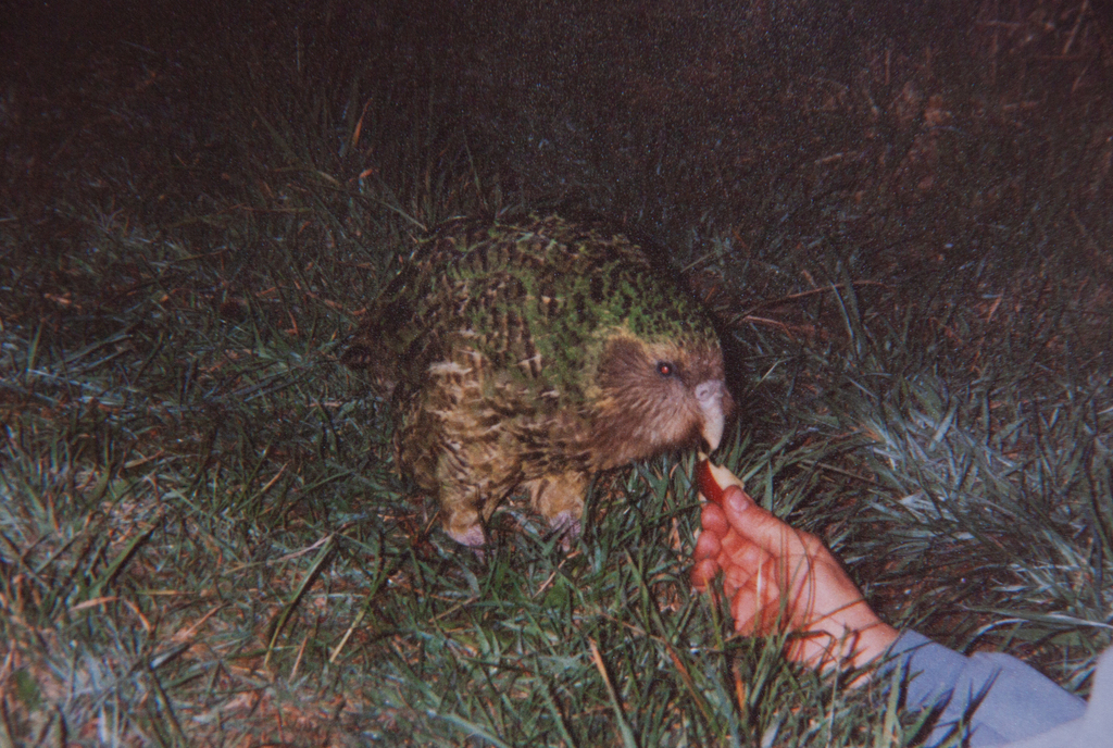 Kākāpō in October 2002 by Mark Fraser. This photo is a scan from a ...