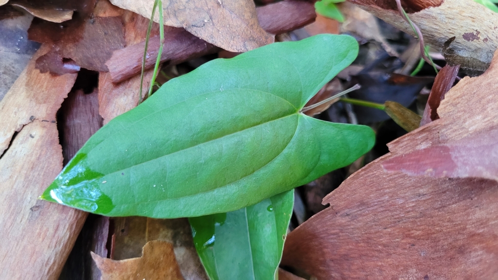 Common Yam Vine from Enoggera Reservoir QLD 4520, Australia on May 26 ...