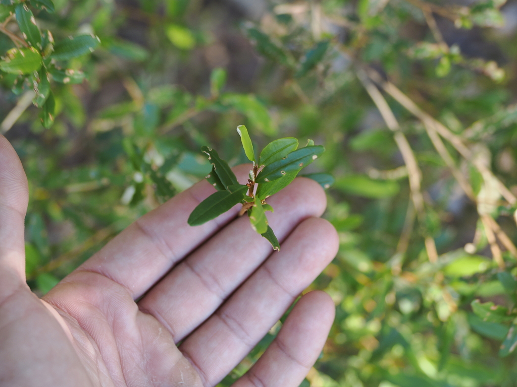 wallum phebalium from Banksia Beach QLD 4507, Australia on May 26, 2024 ...