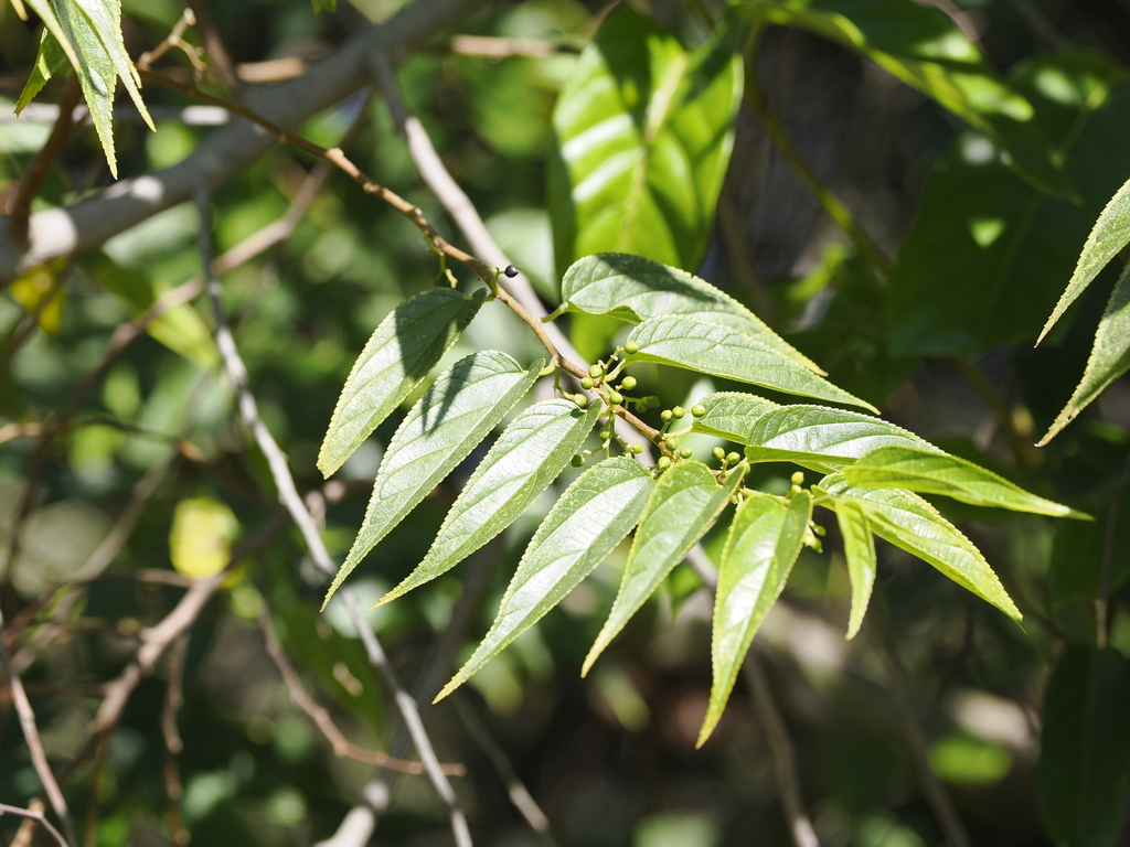 Nettle Tree from Ningi QLD 4511, Australia on May 26, 2024 at 12:01 PM ...