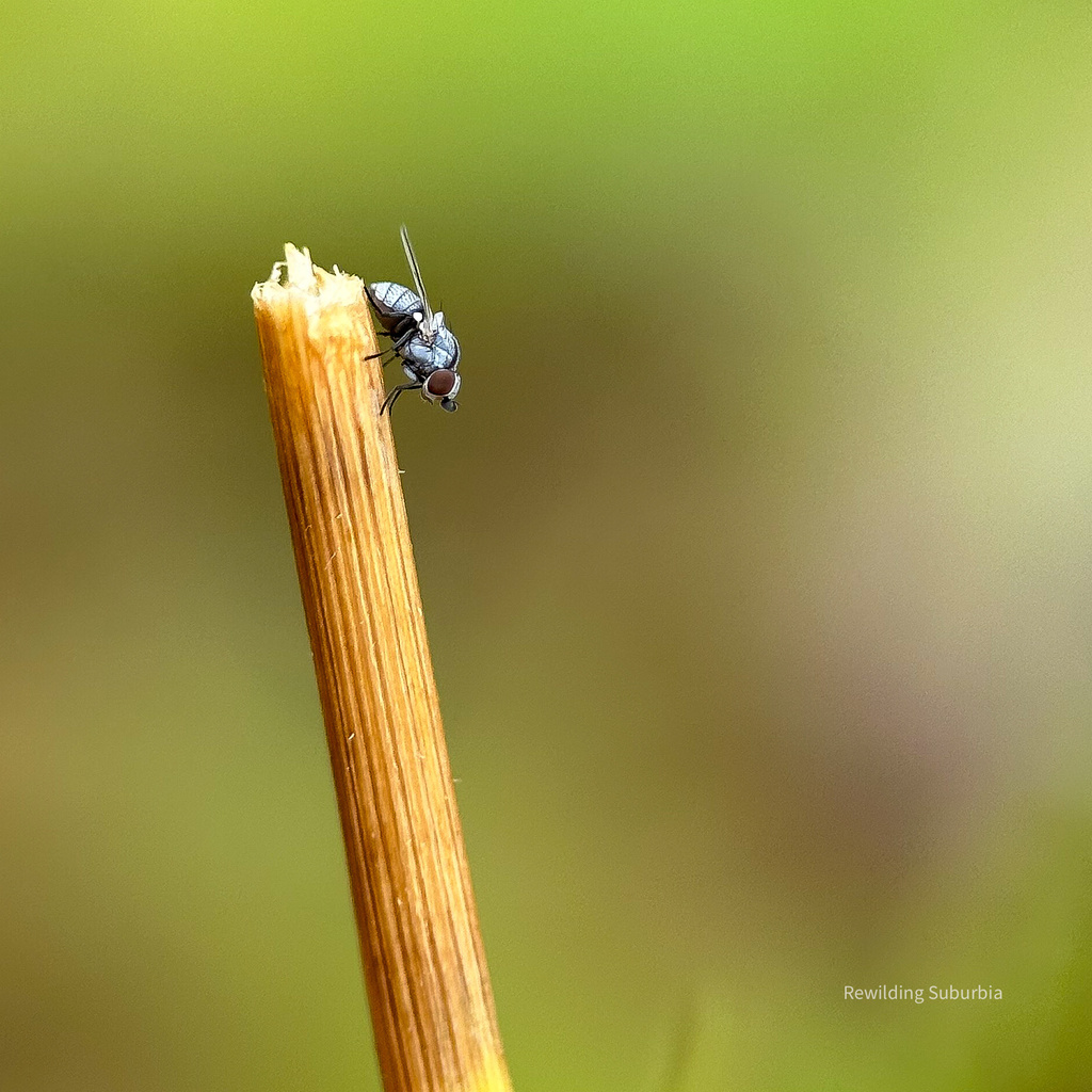 Leucopis from Milton Pl, Lake Coogee, WA, AU on May 26, 2024 at 01:29 ...