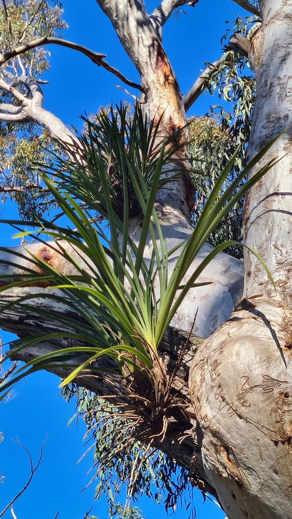 Snake Orchid from North Turramurra NSW 2074, Australia on May 26, 2024 ...