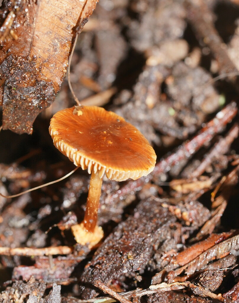 Descolea recedens from Powelltown VIC 3797, Australia on May 22, 2024 ...