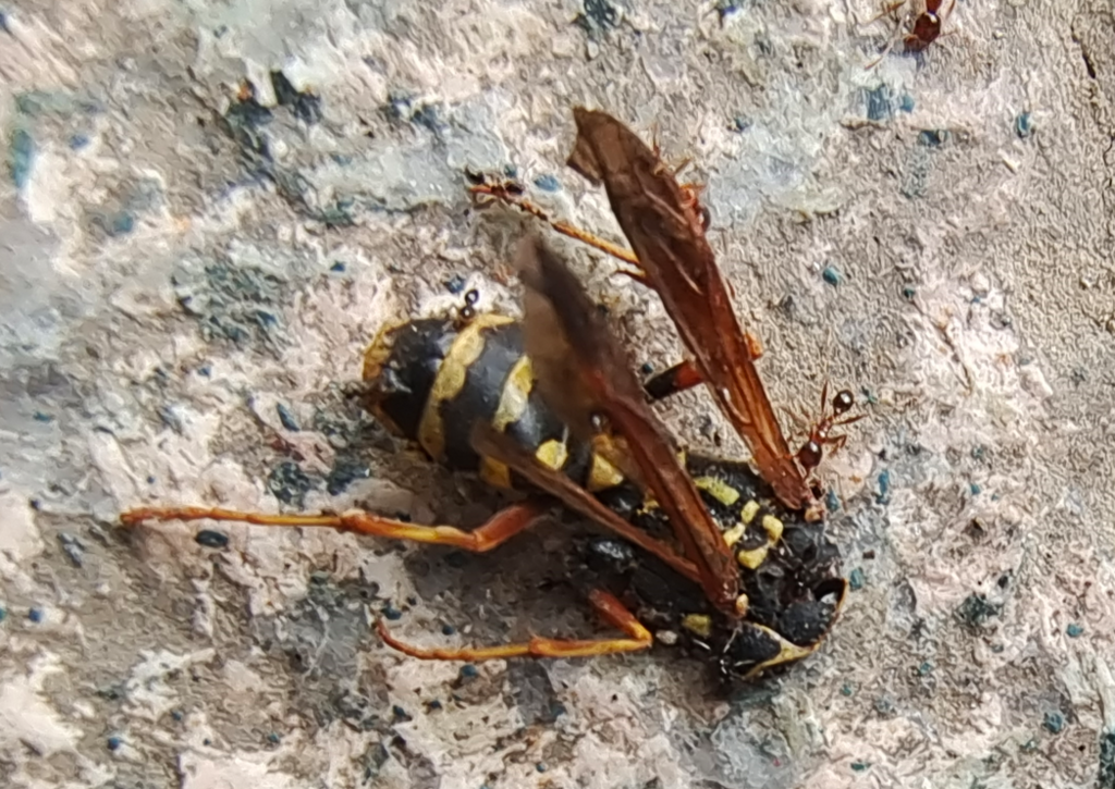 Asian Paper Wasp from 中国江苏省苏州市常熟市 on July 24, 2021 at 05:32 PM by ...