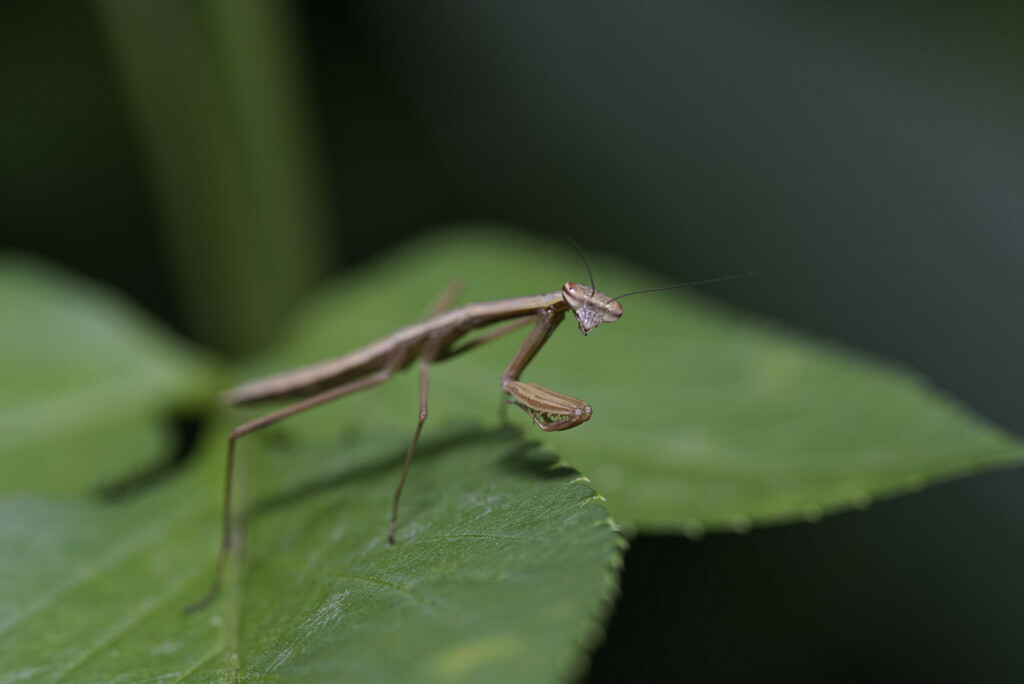Narrow-winged Mantis in May 2024 by Zuiko Nakaji · iNaturalist