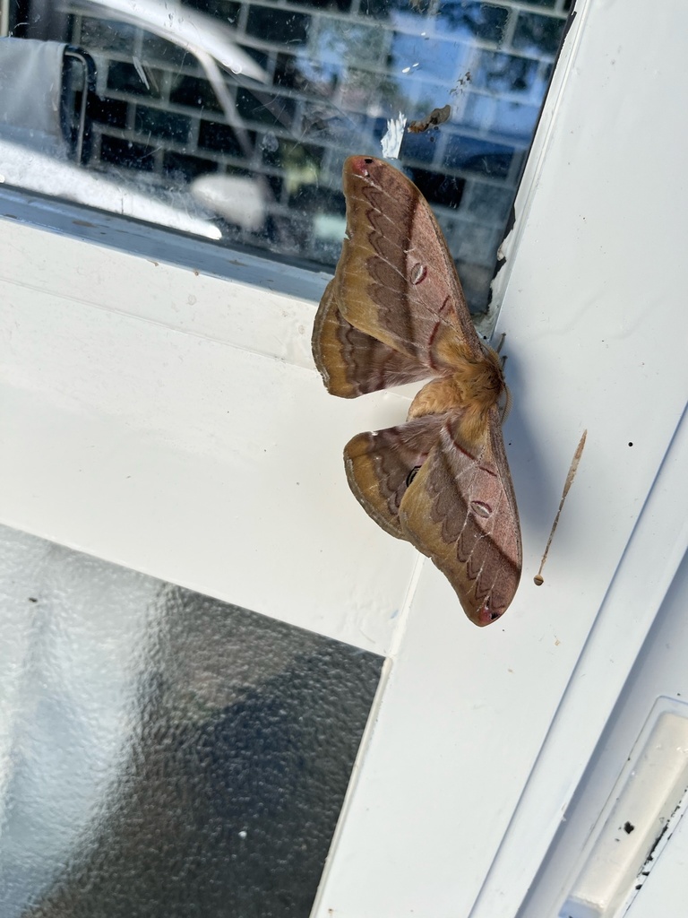 Rinaca from 布部市街地, 富良野市, 北海道, JP on August 23, 2023 at 07:55 AM by ...