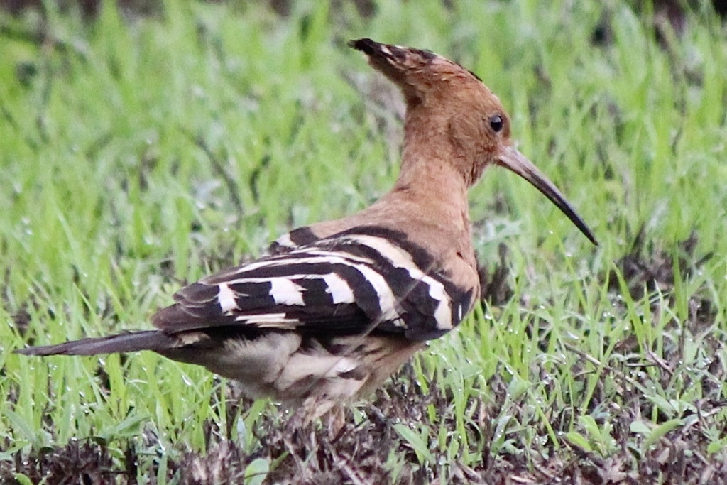 Common Hoopoe from Bandipur Wildlife Sanctuary, Mysuru, KA, IN on May ...